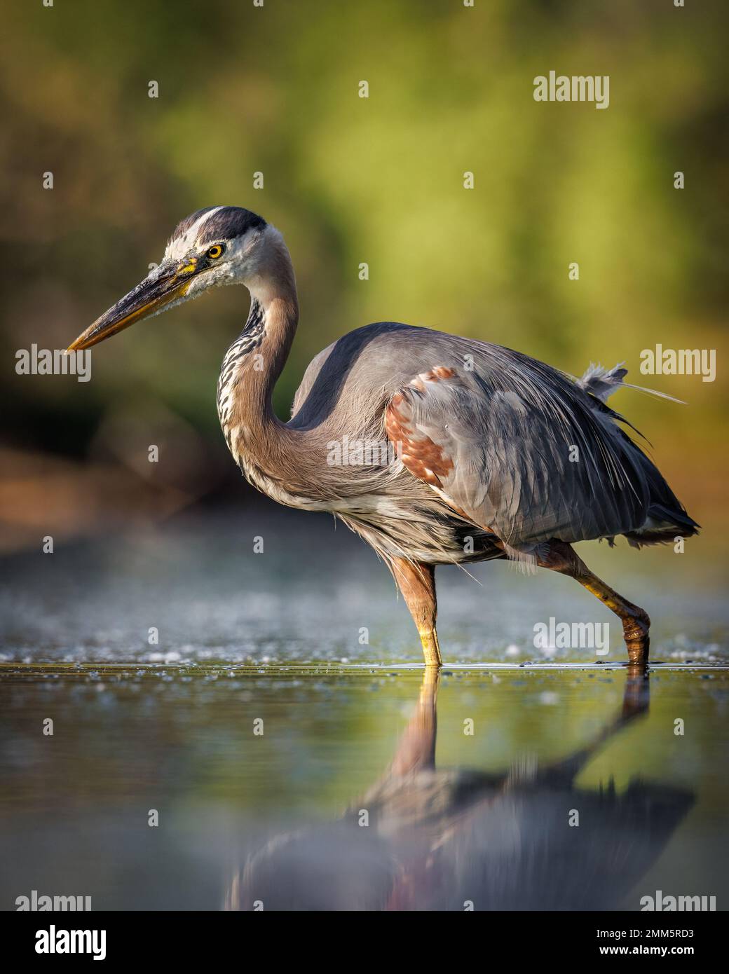 Adult Great blue heron (ardea herodias) wading in shallow pond Colorado ...