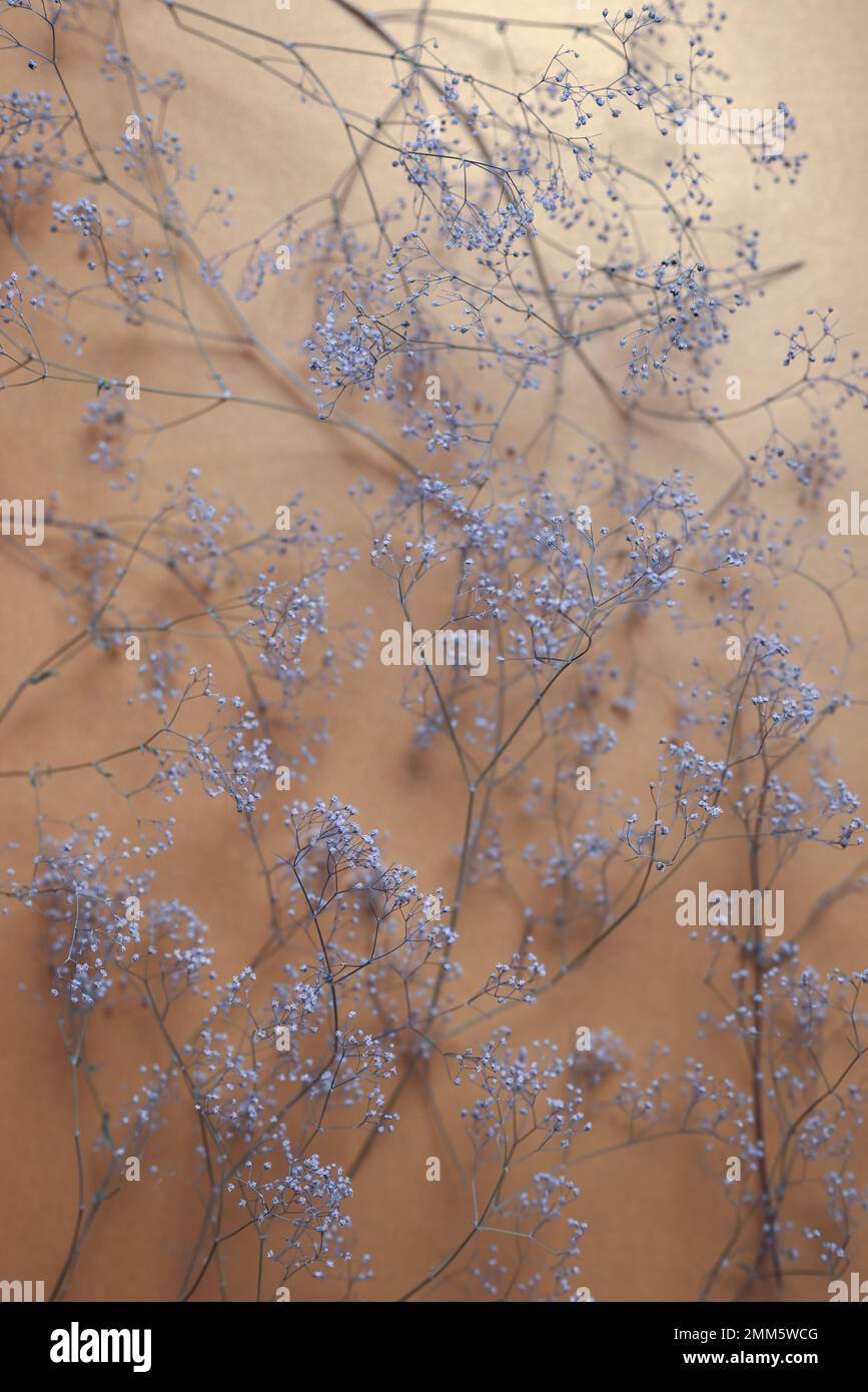 Soft natural plant background. Branches of a baby breath flowers ...