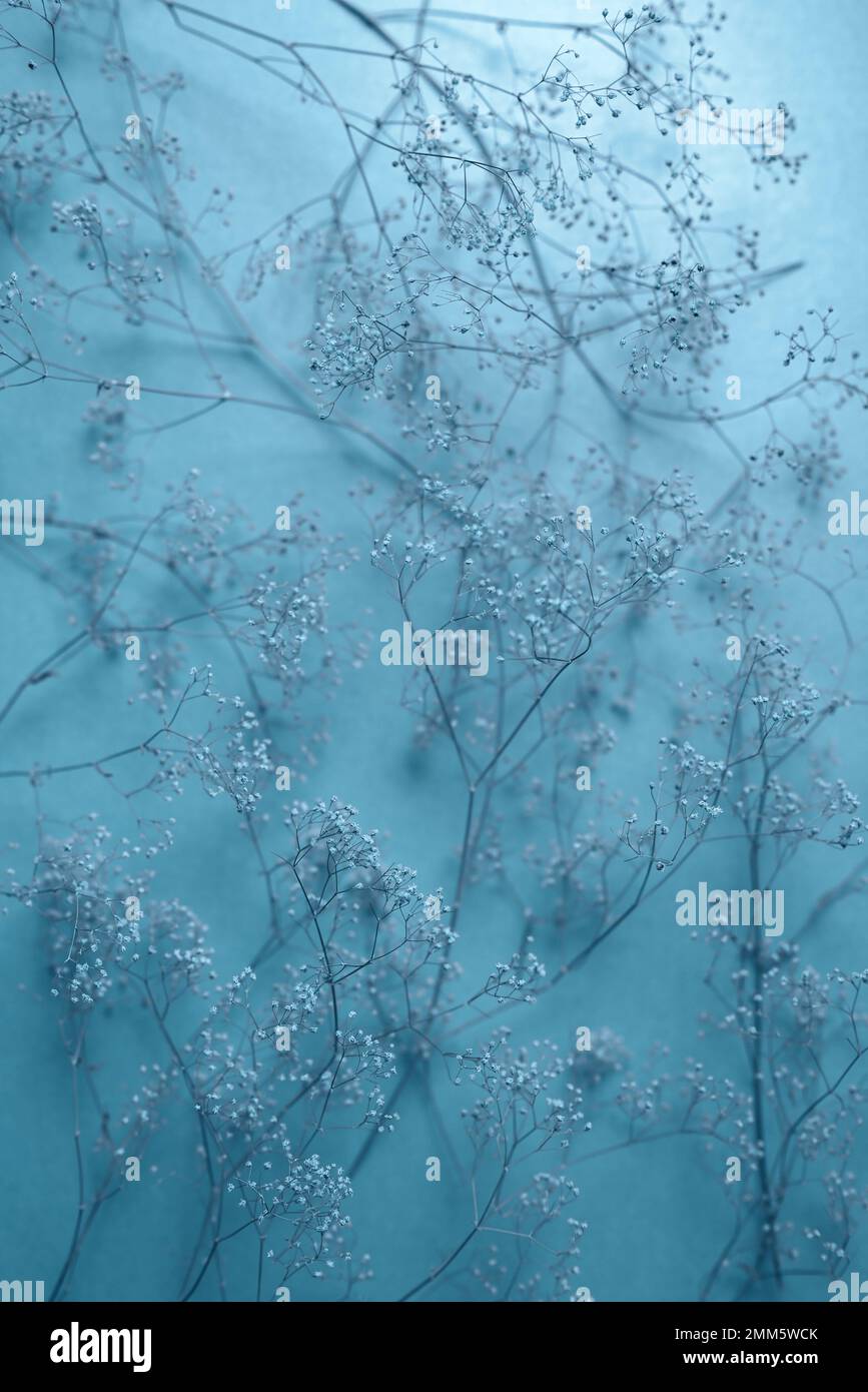 Baby breath plant hi-res stock photography and images - Alamy