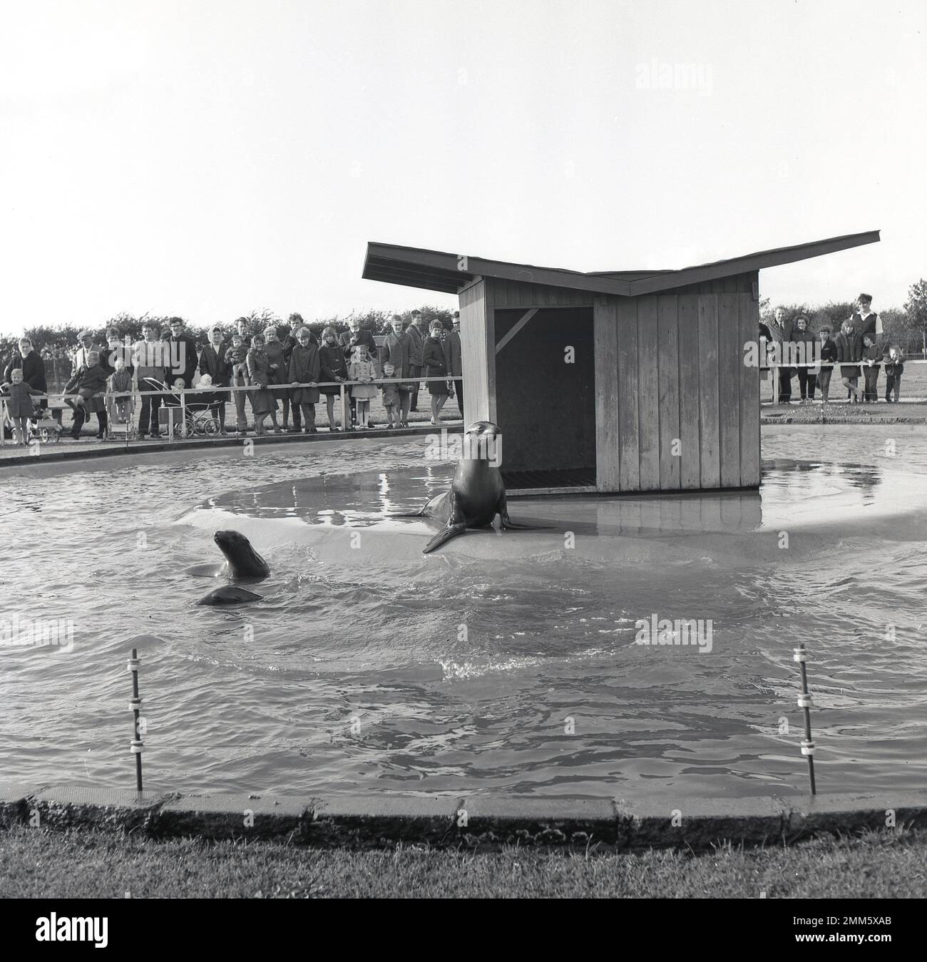 1960s, historical, families standing watching the seals in their pool ...