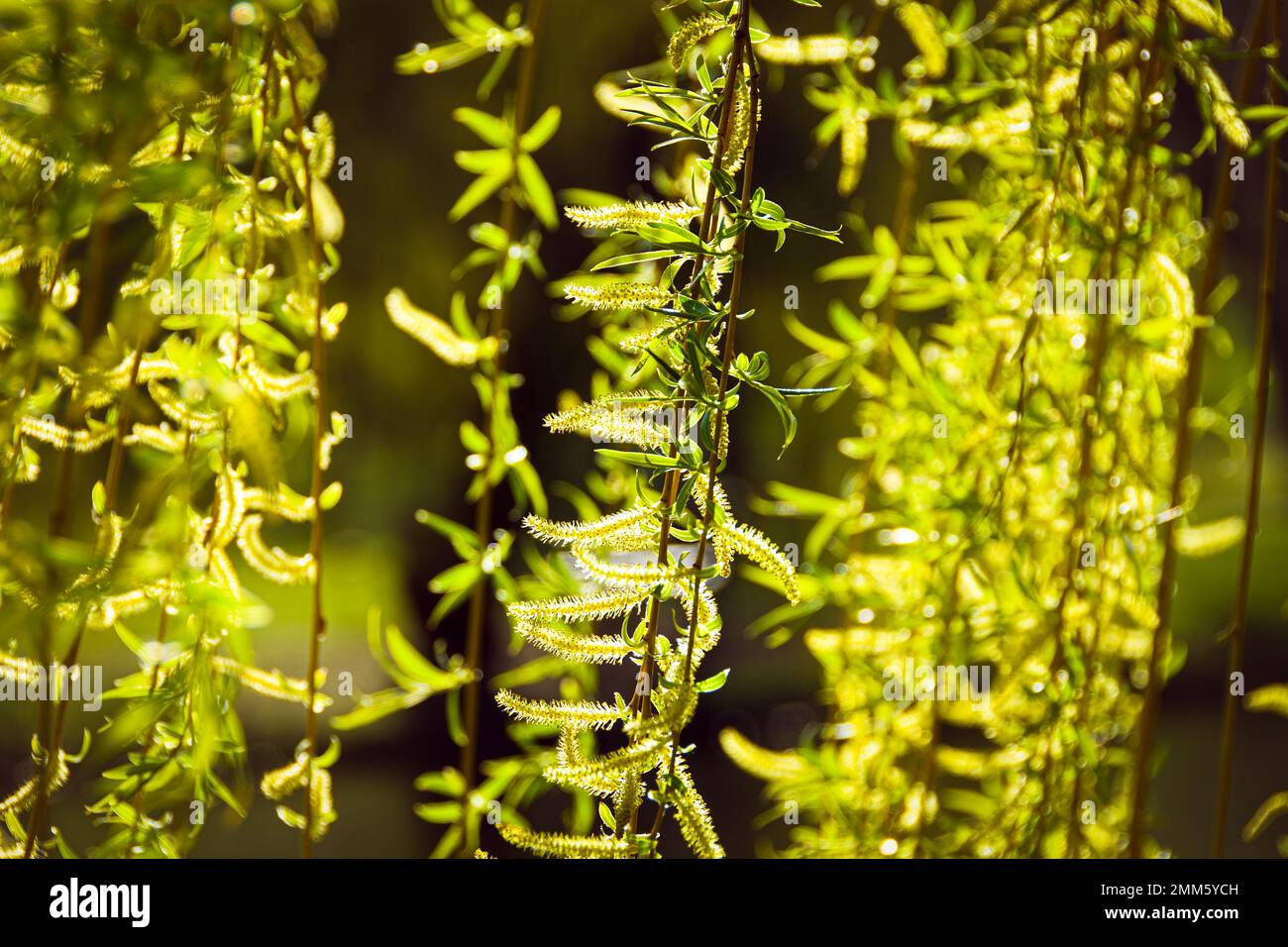 Yellow weeping willow branches in spring Stock Photo - Alamy