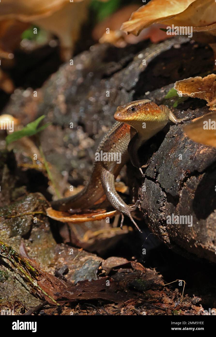Common Sun Skink (Eutropis multifrasciata) adult on rotten log Cat Tien ...