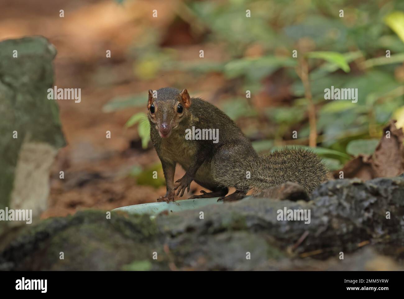 Tupaia hi-res stock photography and images - Alamy