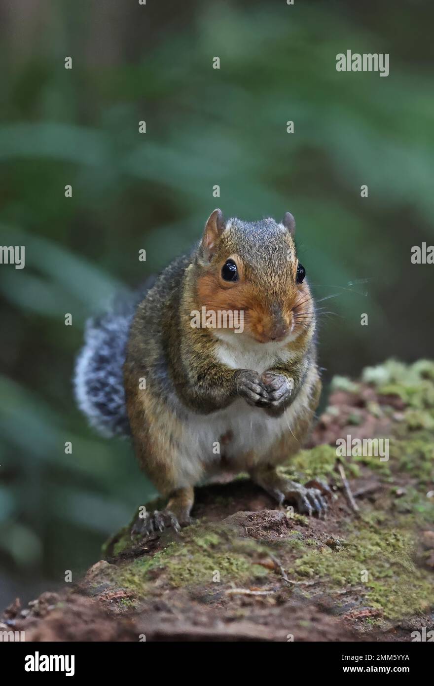 Rainforest squirrel hi-res stock photography and images - Alamy