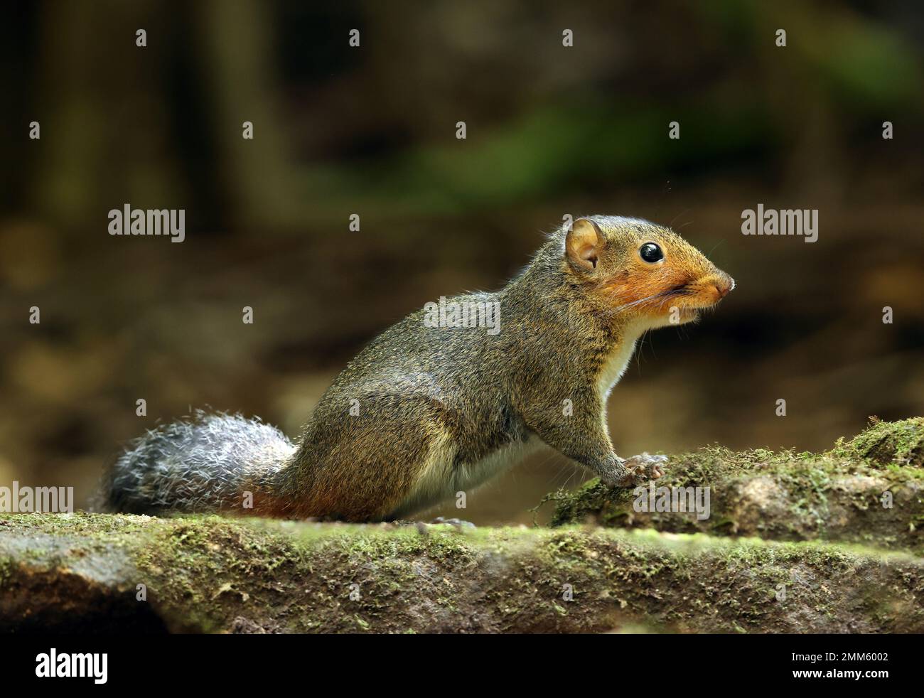 Red-cheeked Squirrel (Dremomys rufigenis rufigenis) adult sitting on ...