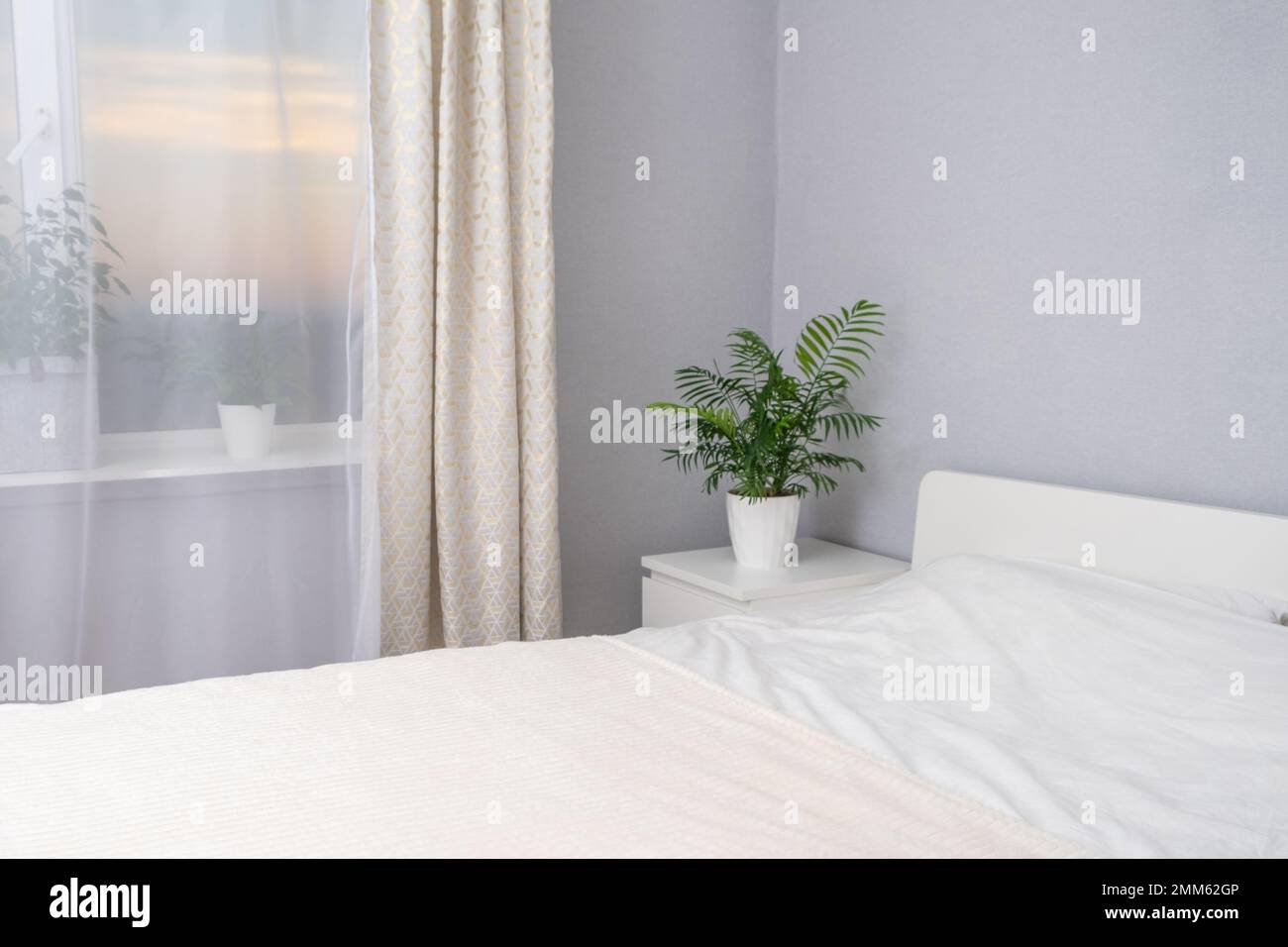 Beautiful modern white room furnished with green plants with sunset or ...