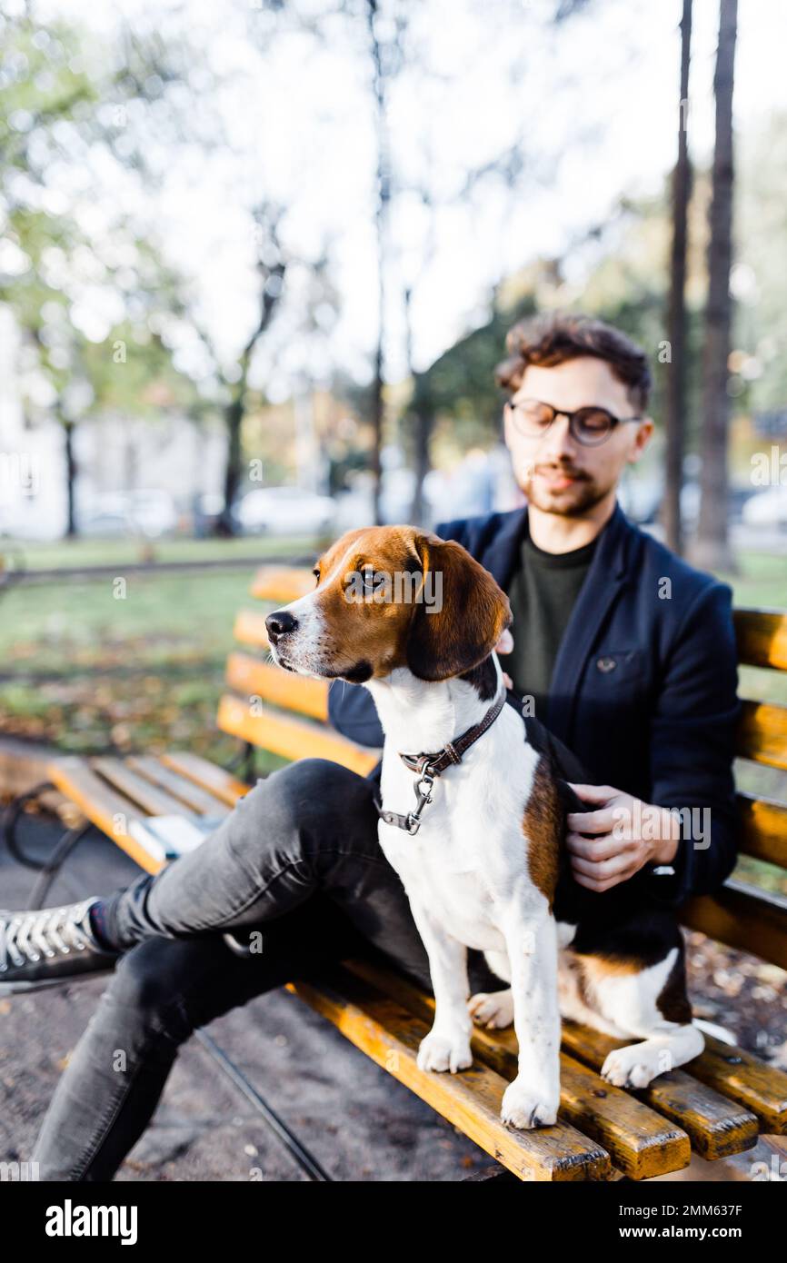 stylish young man sits with his beagle dog on a park bench Stock Photo ...