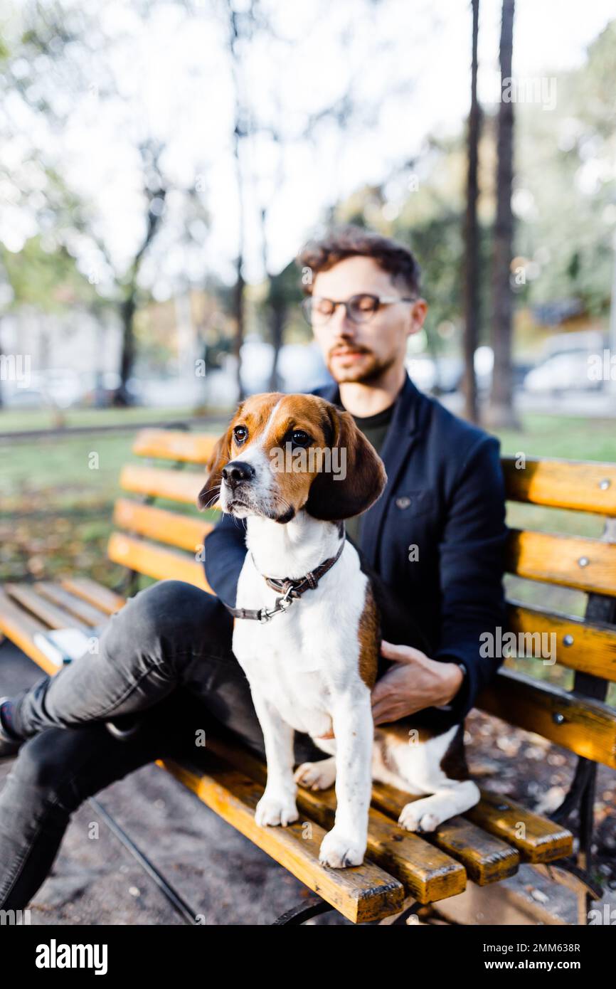 stylish young man sits with his beagle dog on a park bench Stock Photo ...