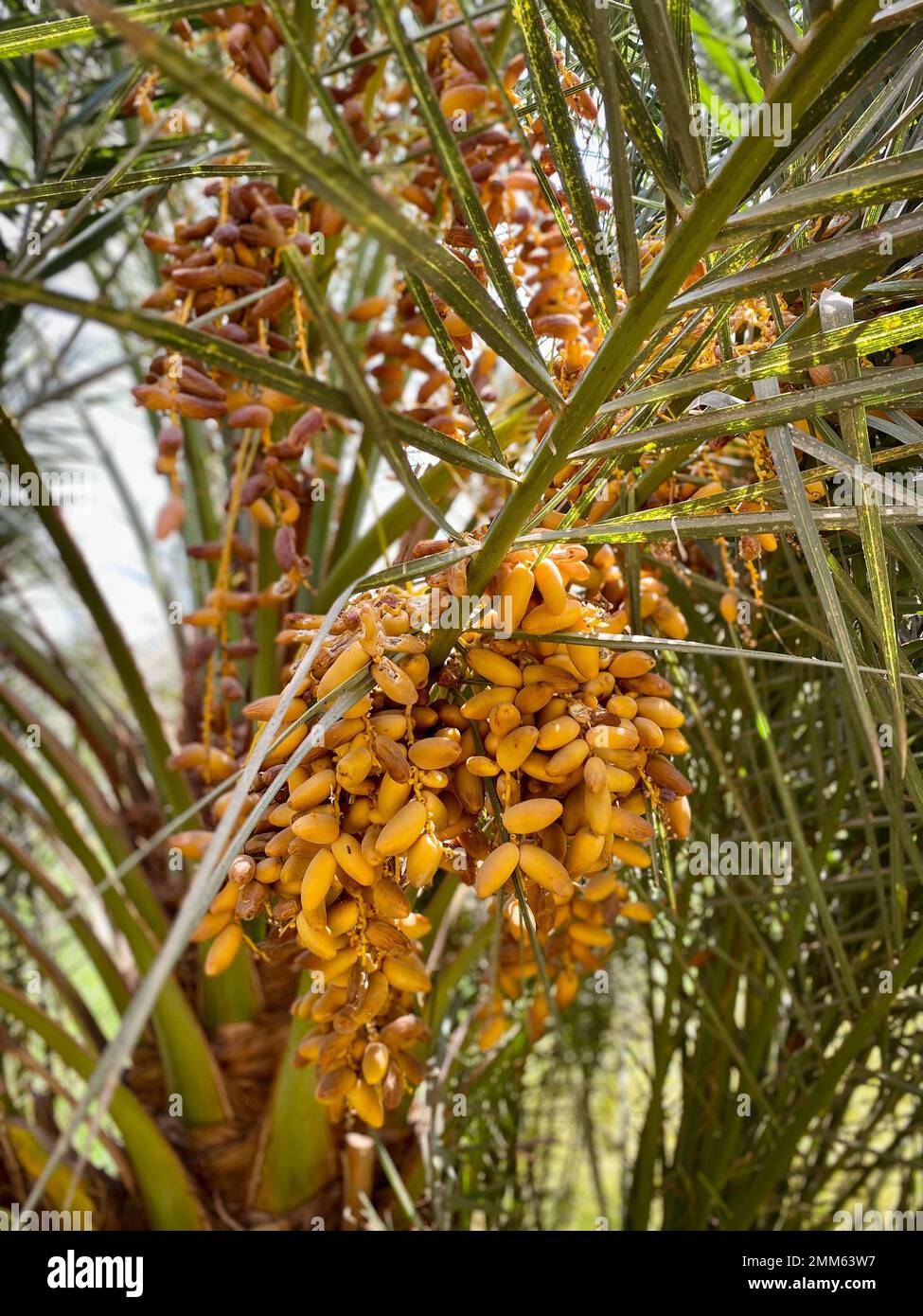 Egypt has been cultivating dates for over 8,000 years! As one of the ...