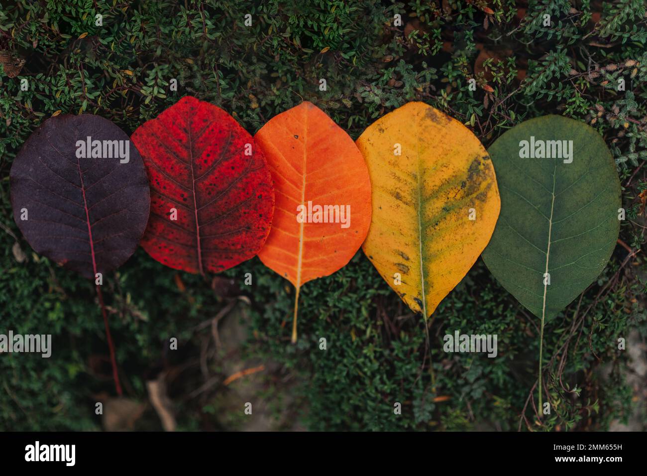 rainbow leaves in the fall Stock Photo - Alamy