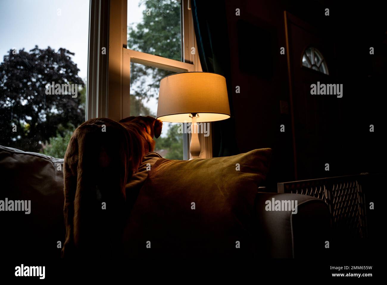 Medium Brown Dog Looking Out Window in Living Room By Lamp Stock Photo ...