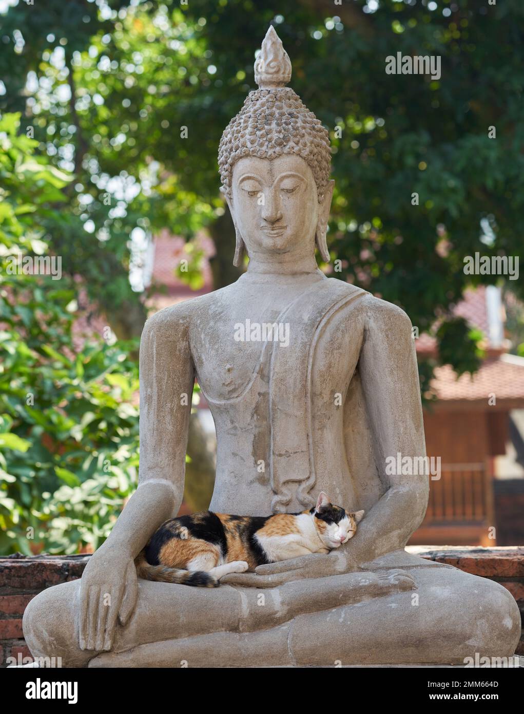 Buddha cat hi-res stock photography and images - Alamy