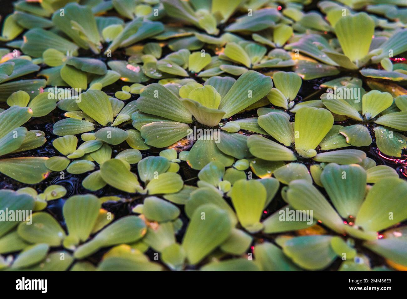floating plants in the water Stock Photo - Alamy
