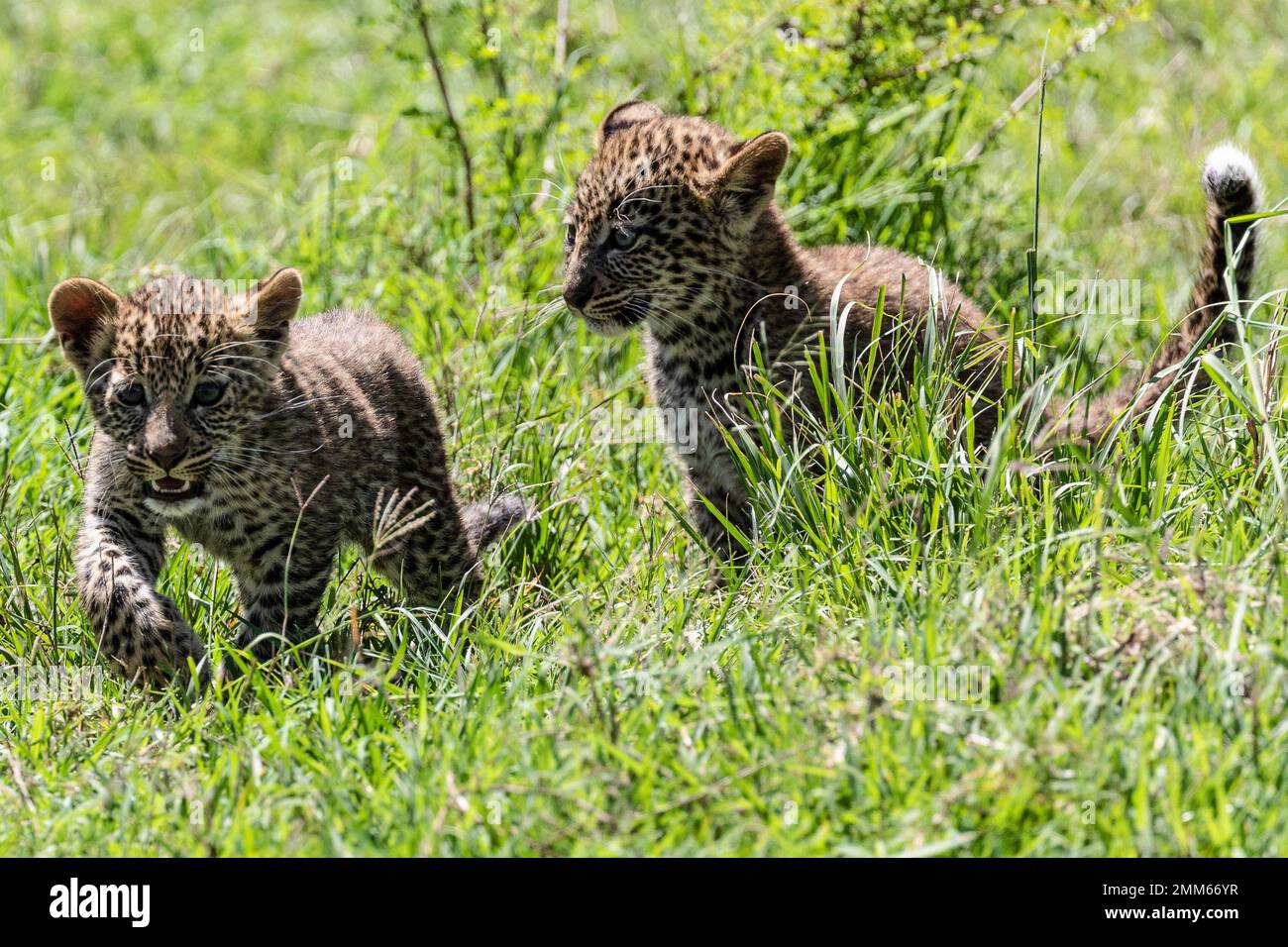 Animals of the Masai Mara Stock Photo - Alamy