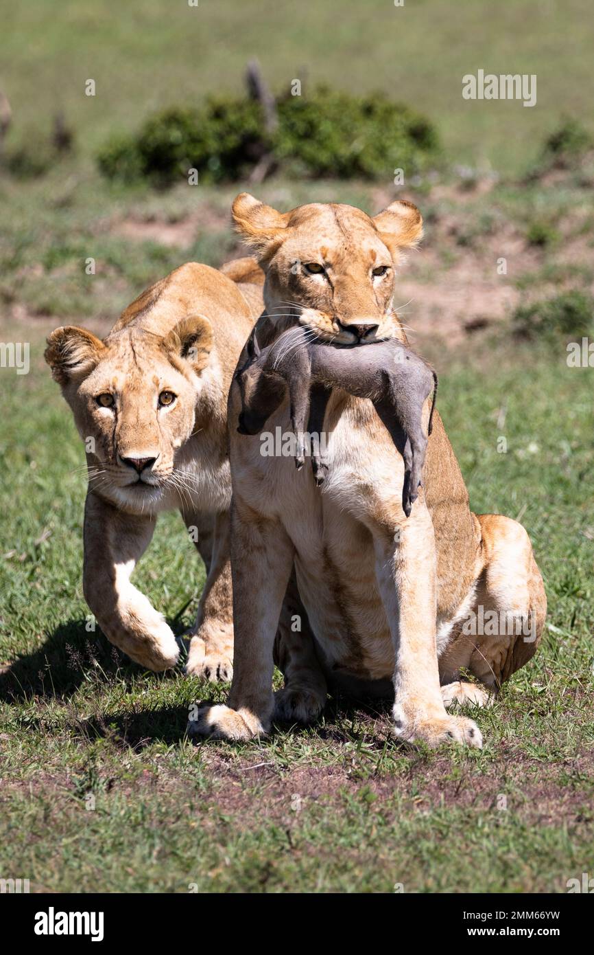Animals of the Masai Mara Stock Photo - Alamy