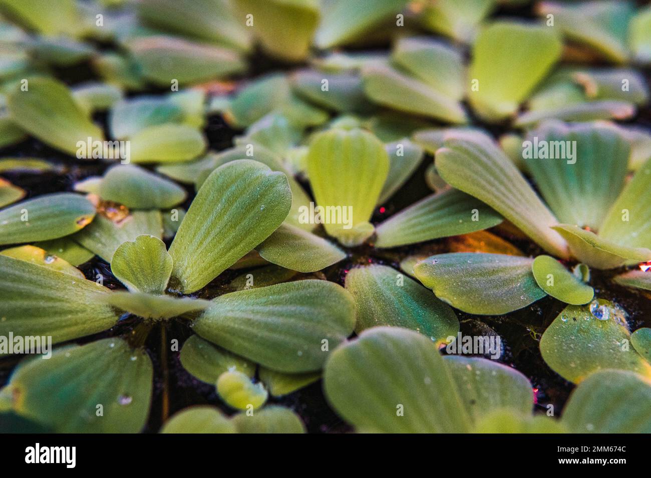 floating plants in the water Stock Photo - Alamy