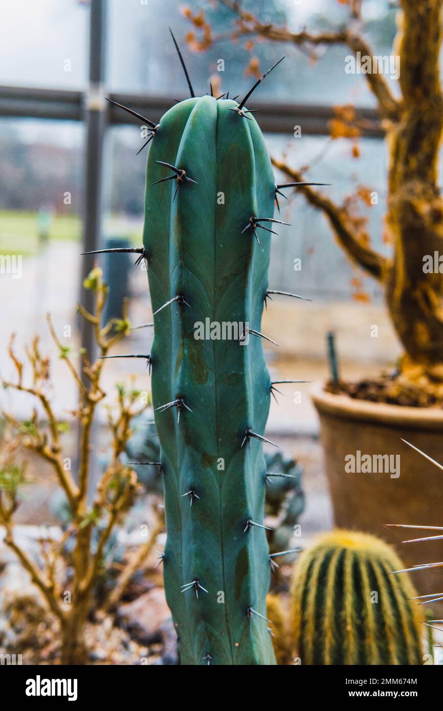 a type of captus of the botanical garden Stock Photo - Alamy