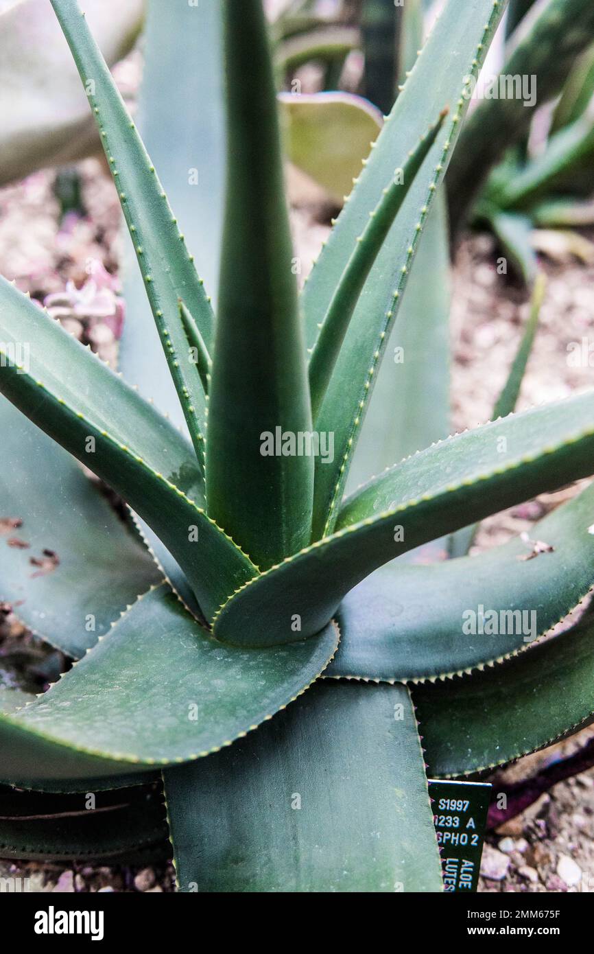 aloe vera plant in a botanical garden Stock Photo - Alamy