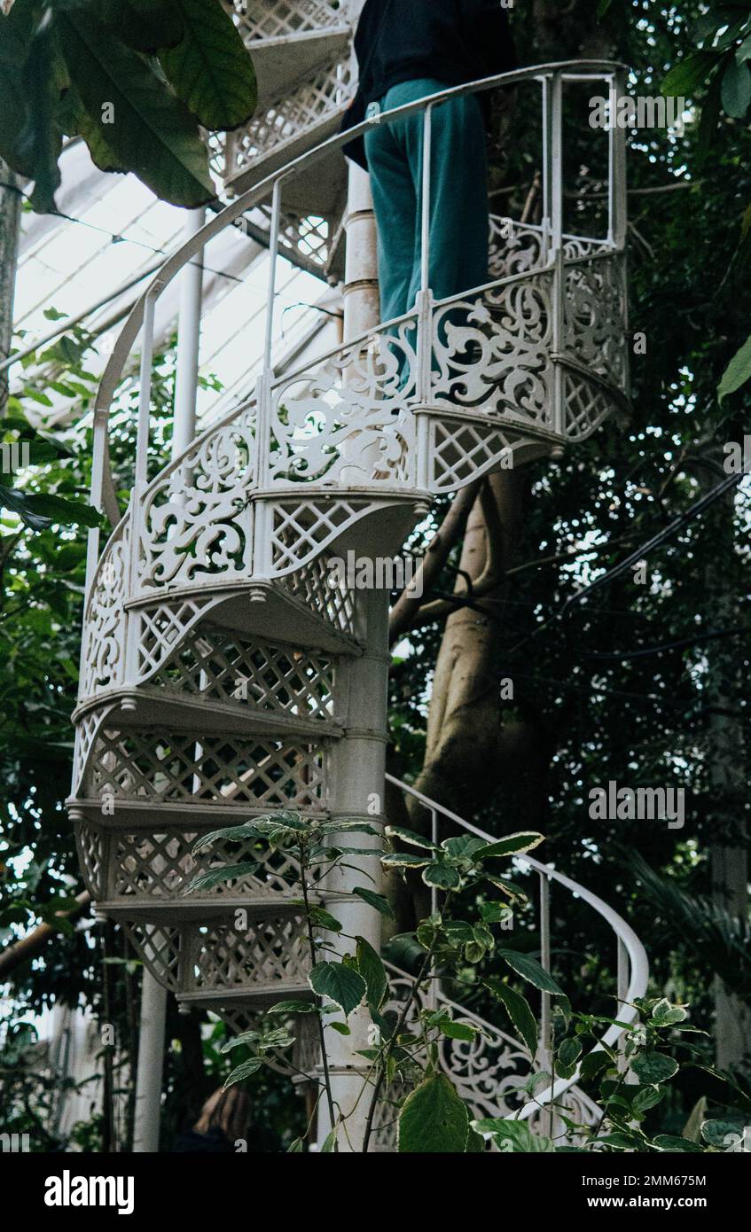 people going up a spiral staircase surrounded by plants Stock Photo - Alamy