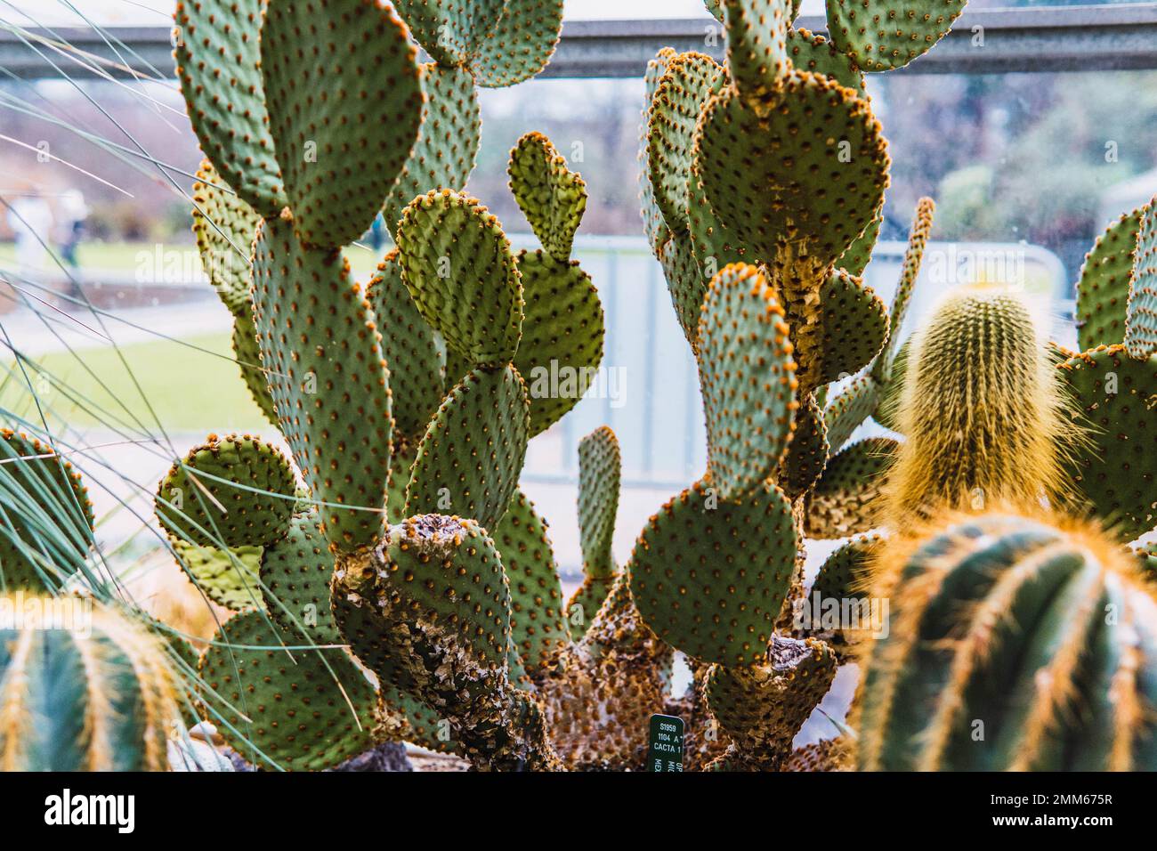 a type of captus of the botanical garden Stock Photo - Alamy