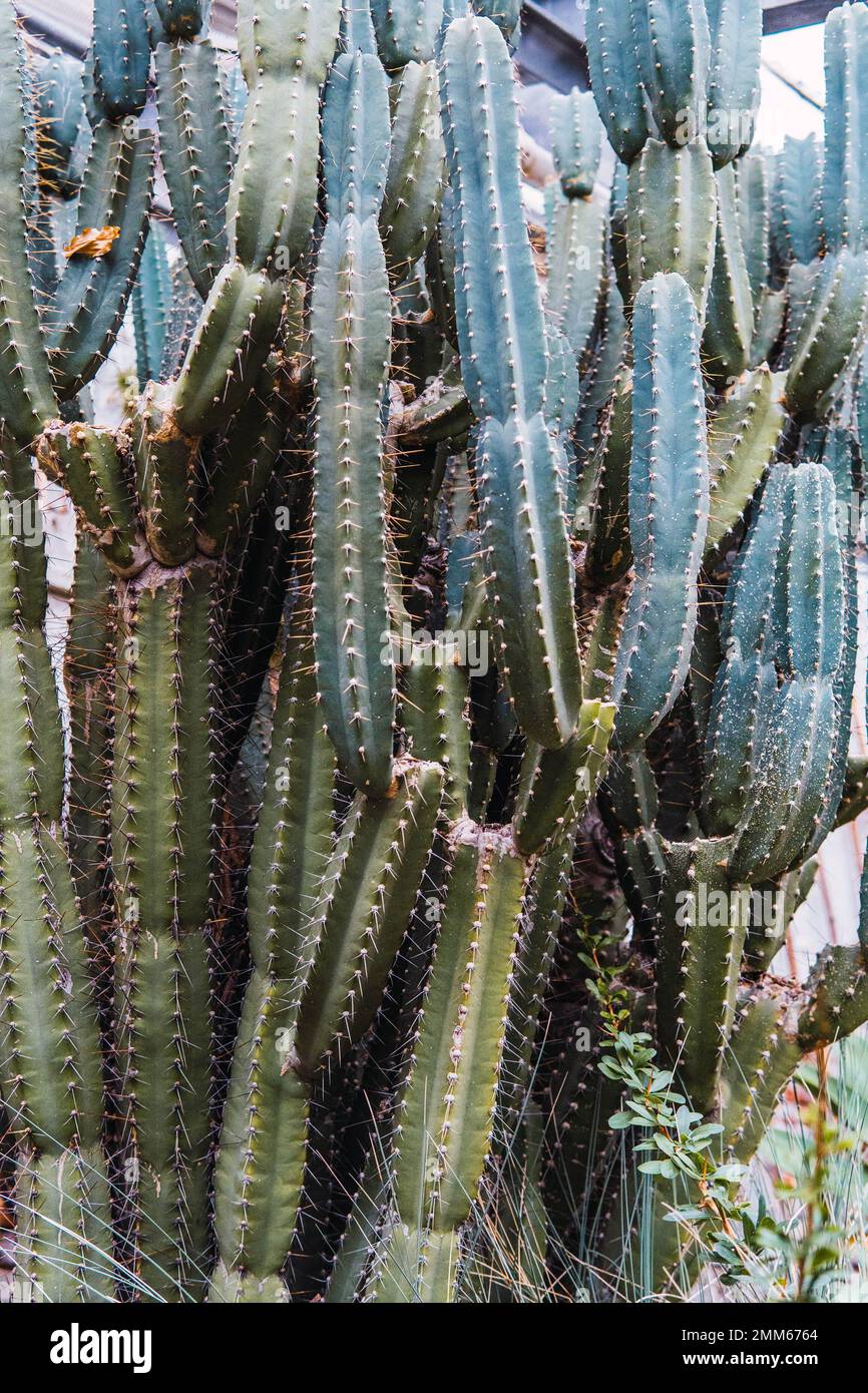 a type of captus of the botanical garden Stock Photo - Alamy