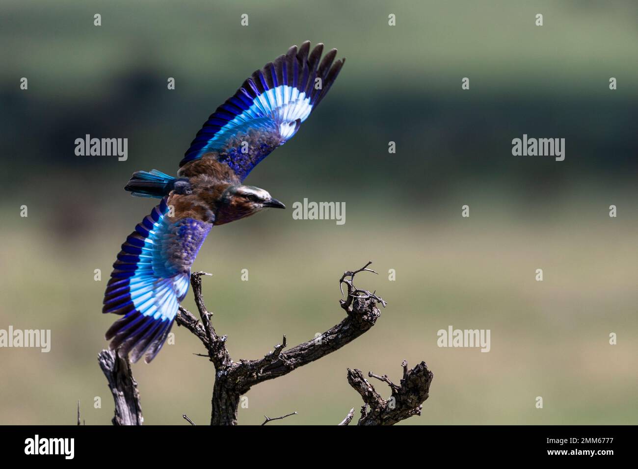Animals of the Masai Mara Stock Photo - Alamy