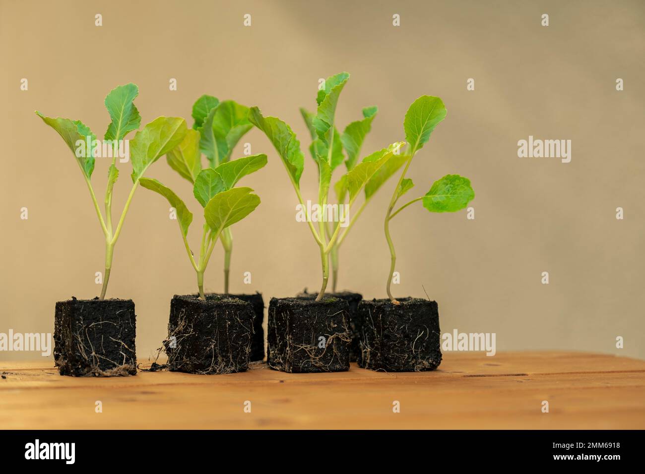 Root vegetables seedlings hi-res stock photography and images - Alamy