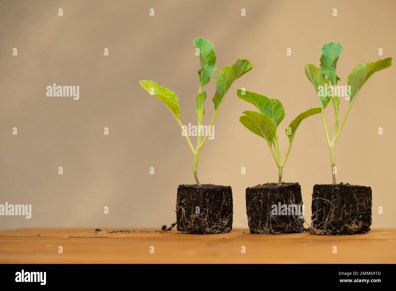Root vegetables seedlings hi-res stock photography and images - Alamy
