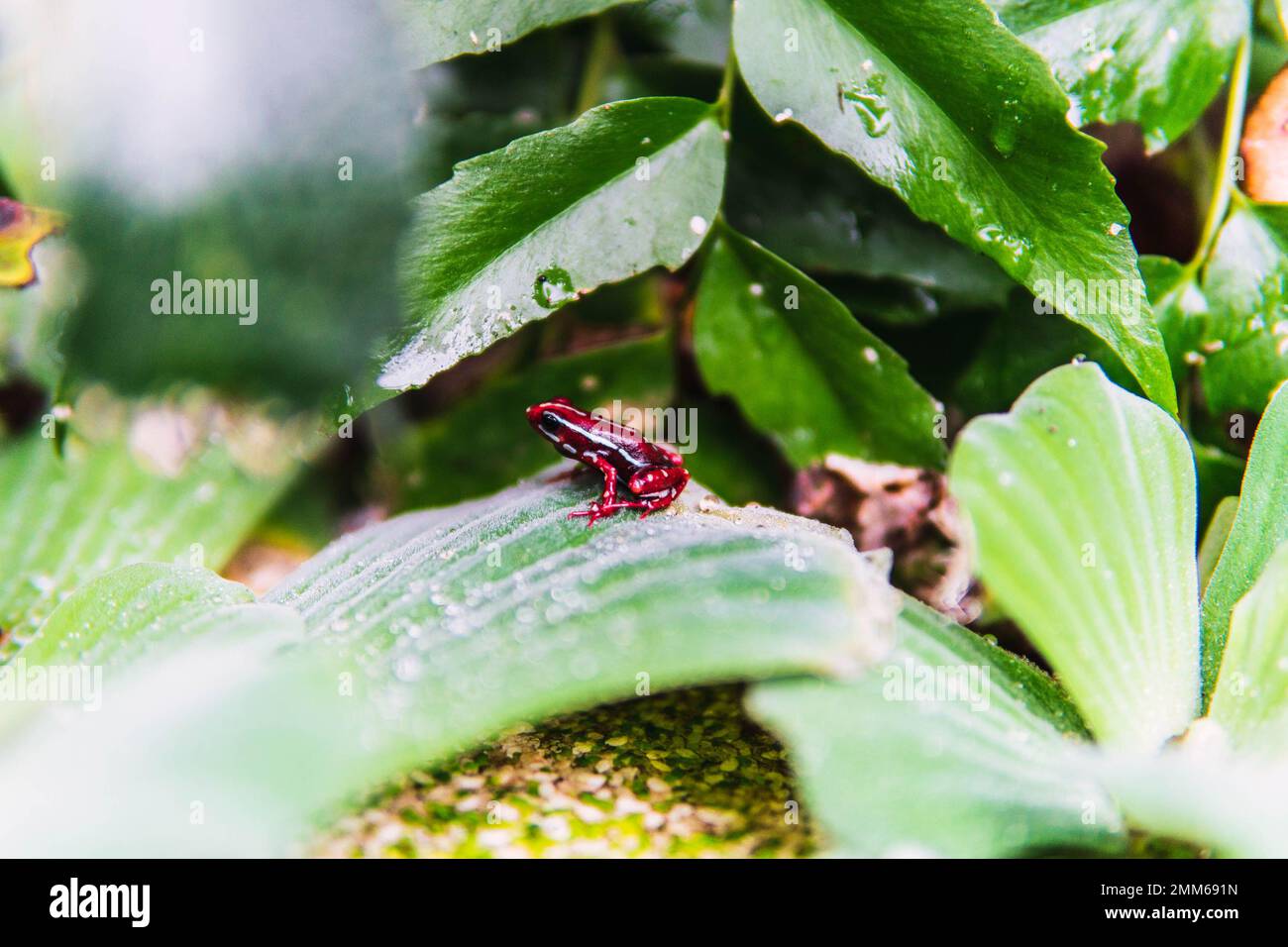 White spots on the leaves hi-res stock photography and images - Alamy
