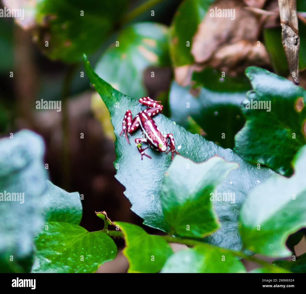 White spots on the leaves hi-res stock photography and images - Alamy