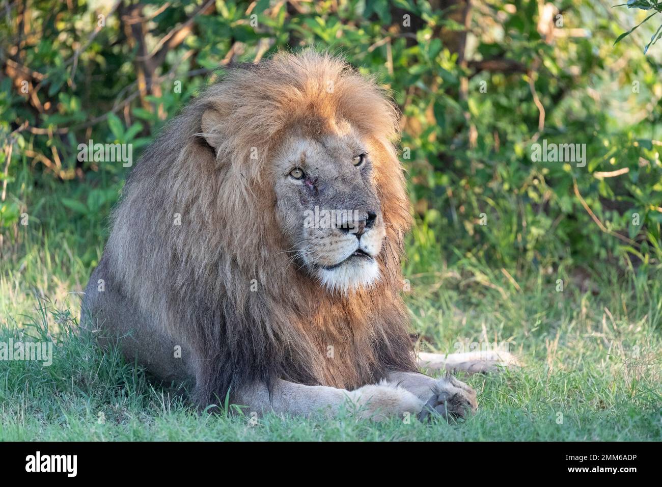 Animals of the Masai Mara Stock Photo - Alamy
