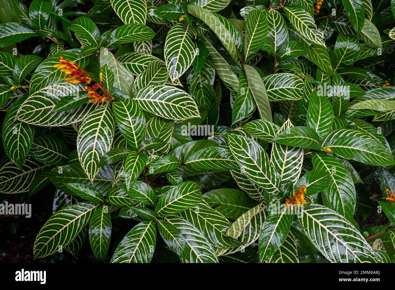 Beautiful green garden plants detail in rainforest garden Stock Photo ...