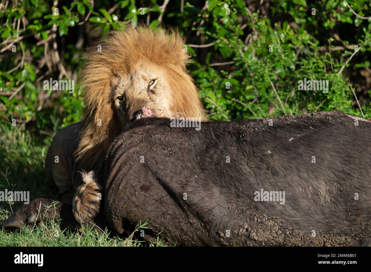 Animals of the Masai Mara Stock Photo - Alamy