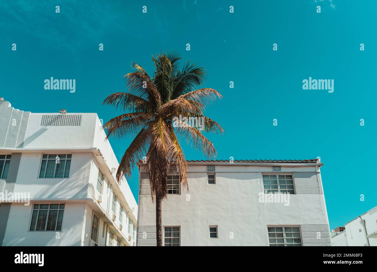 palm trees in front of a building Miami Beach Stock Photo - Alamy