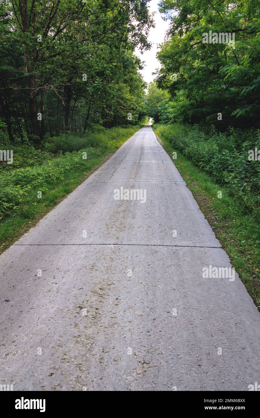 Road in Puszcza Bolimowska - Bolimow Forest - forest complex on the ...