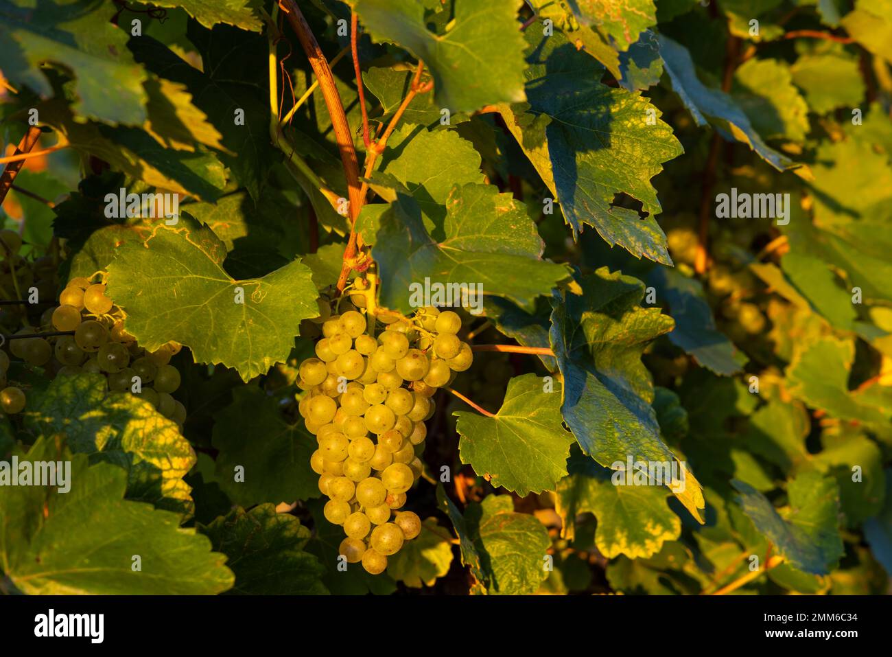Grapes in Tokaj region, Great Plain, Hungary Stock Photo - Alamy