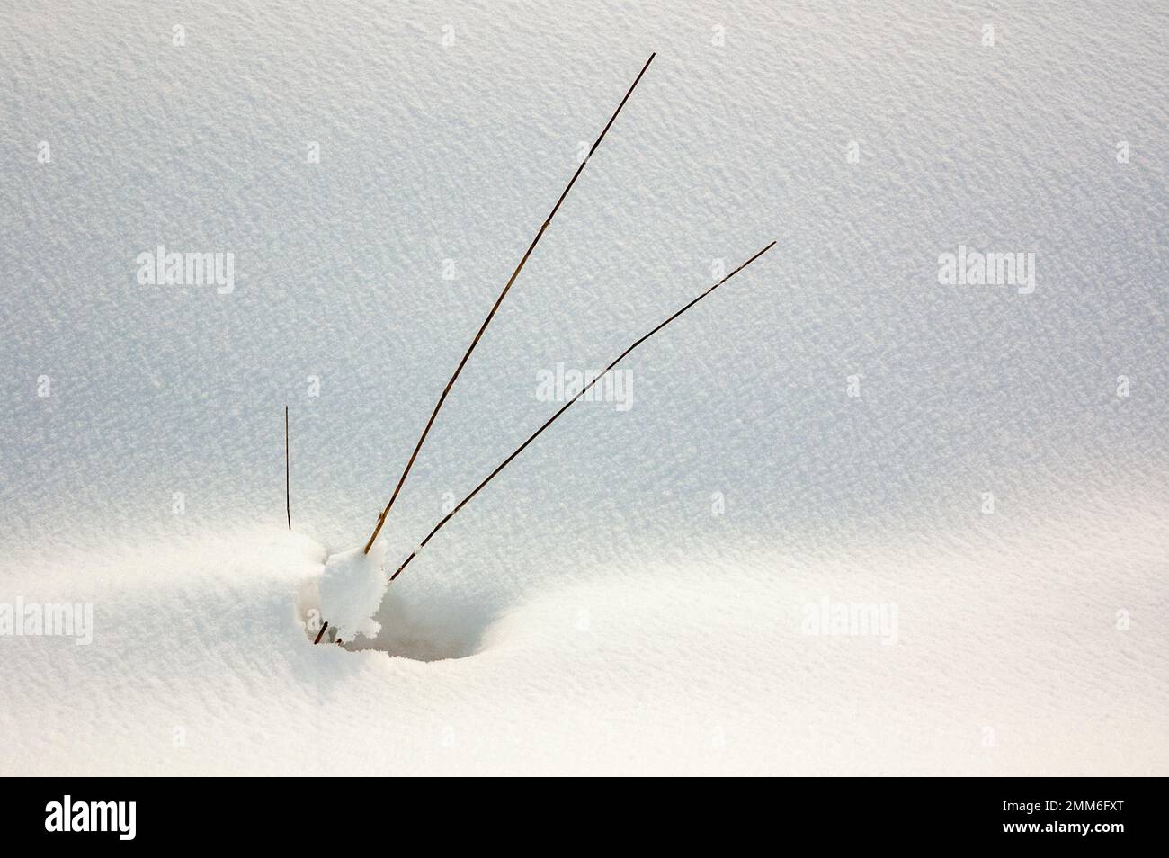 Fresh powder snow covering ground in winters. Alsace, France Stock ...