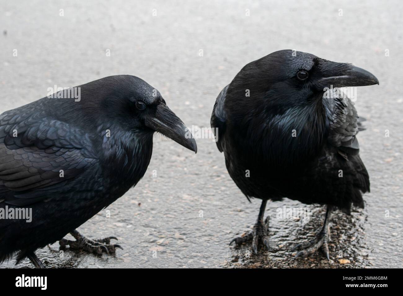 Ravens like these ones in Arches National Park in Utah are very ...
