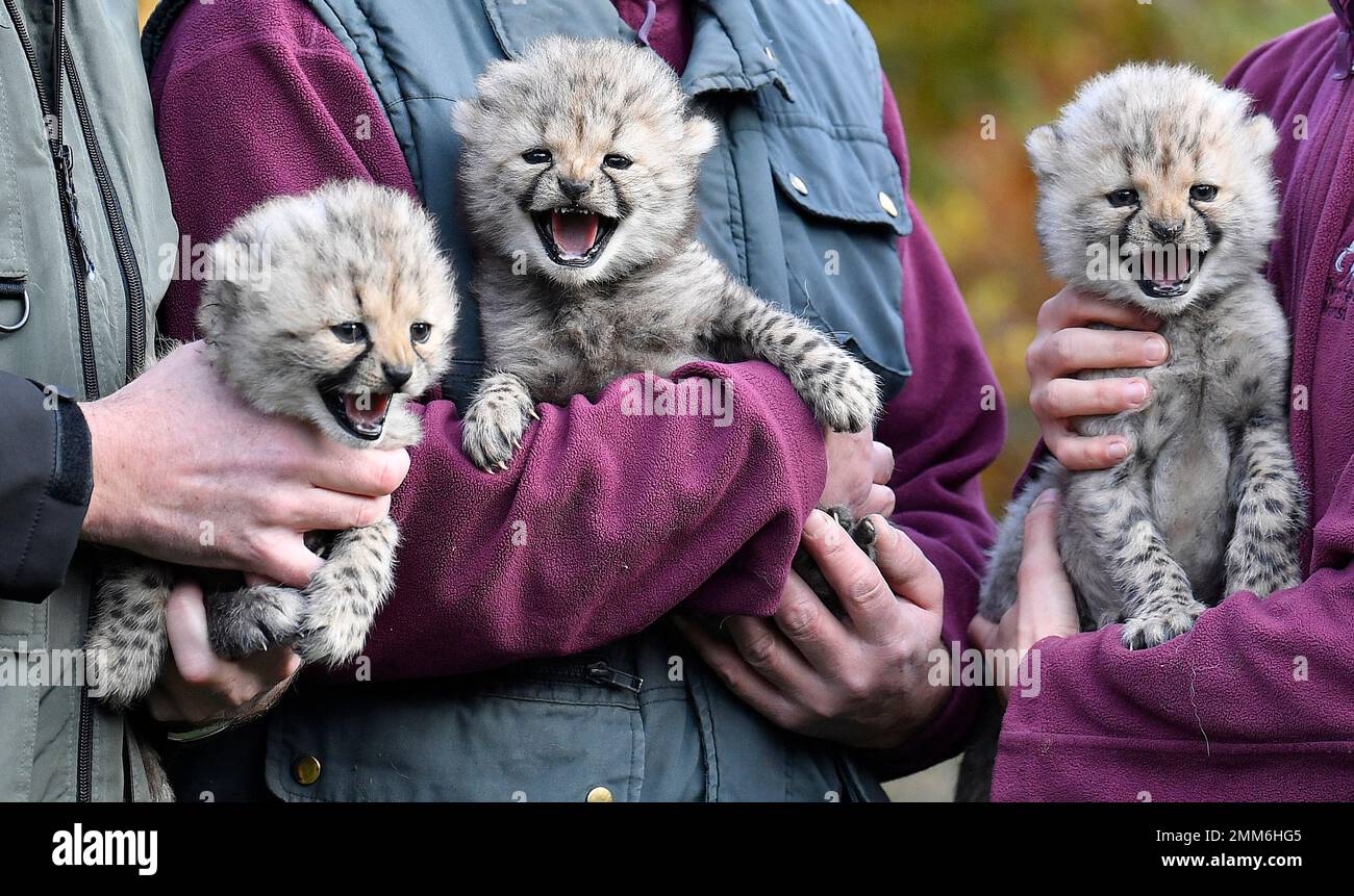 Keepers present three little baby cheetahs at the zoo in Muenster ...