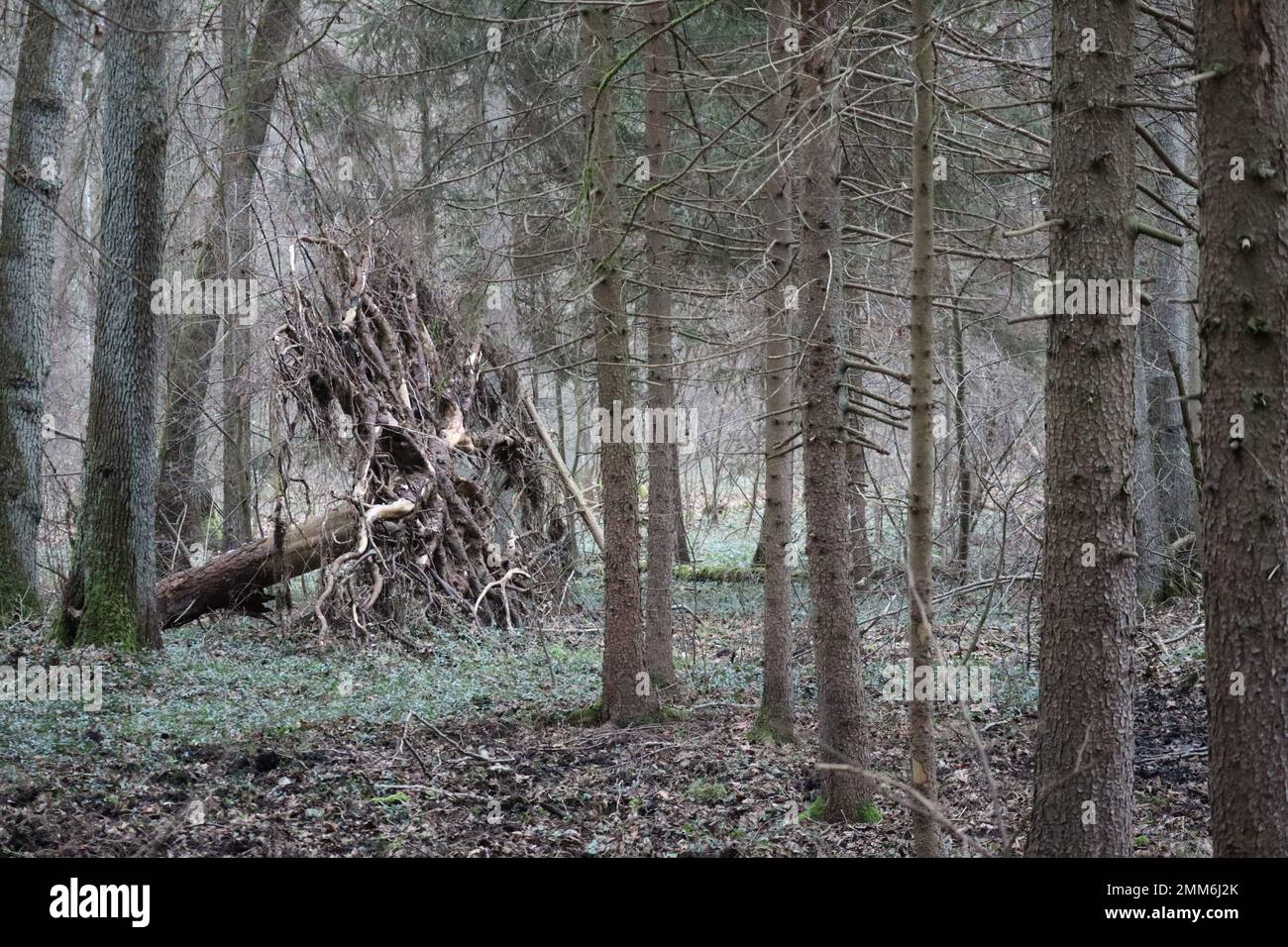 uprooted Tree shows the Danger in the Forest Stock Photo - Alamy