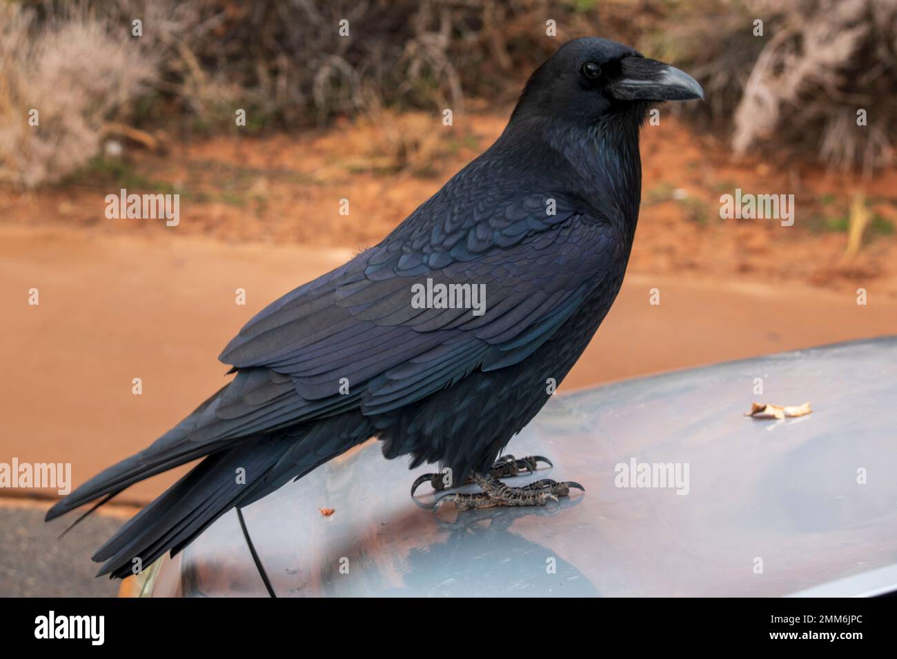 Ravens like these ones in Arches National Park in Utah are very ...