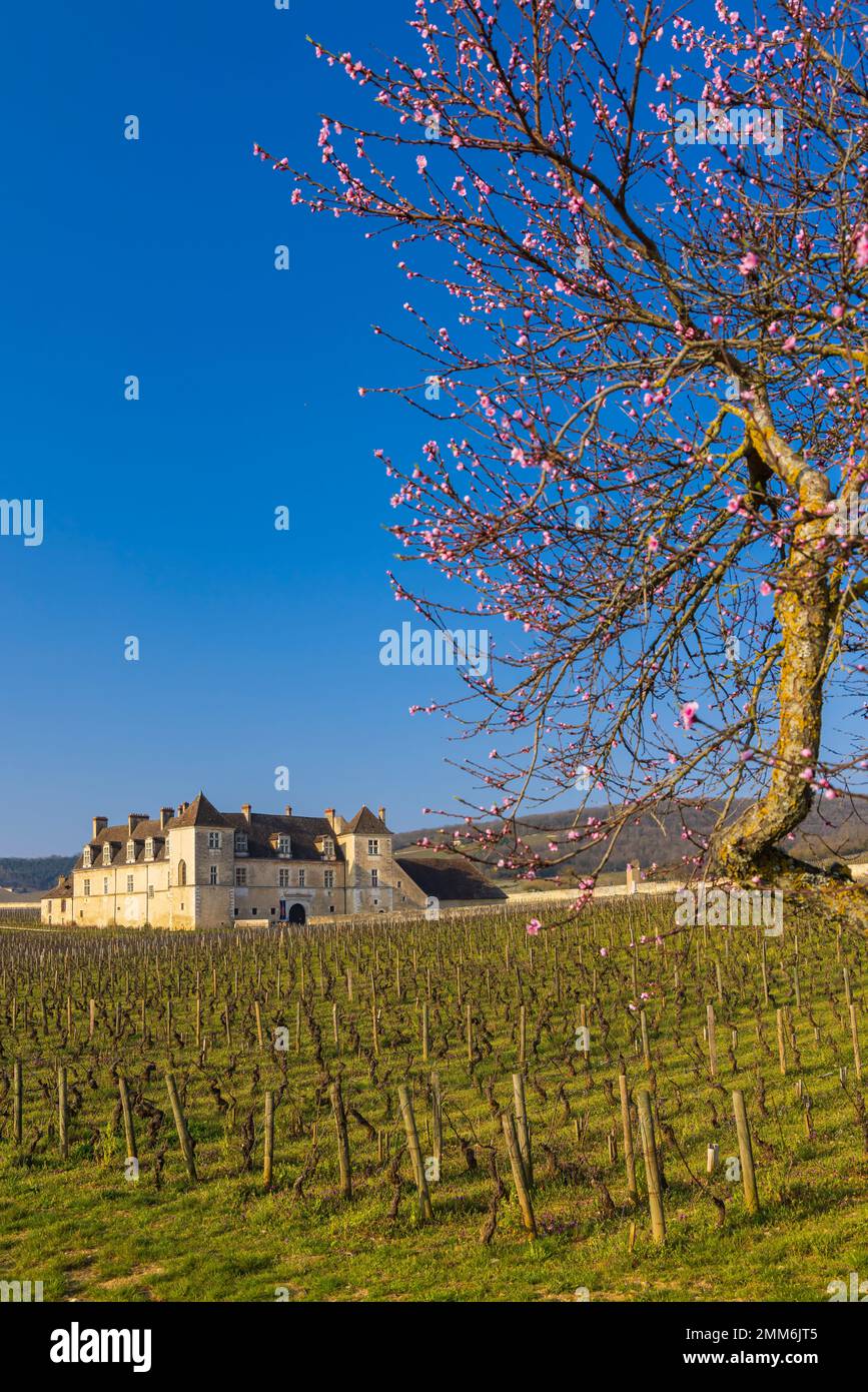 Clos de Vougeot castle, Cote de Nuits, Burgundy, France Stock Photo - Alamy