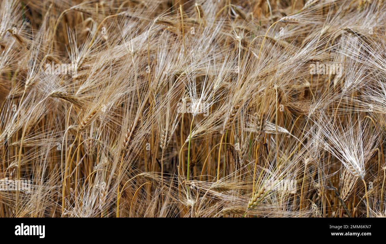 Scottish barley fields hi-res stock photography and images - Alamy