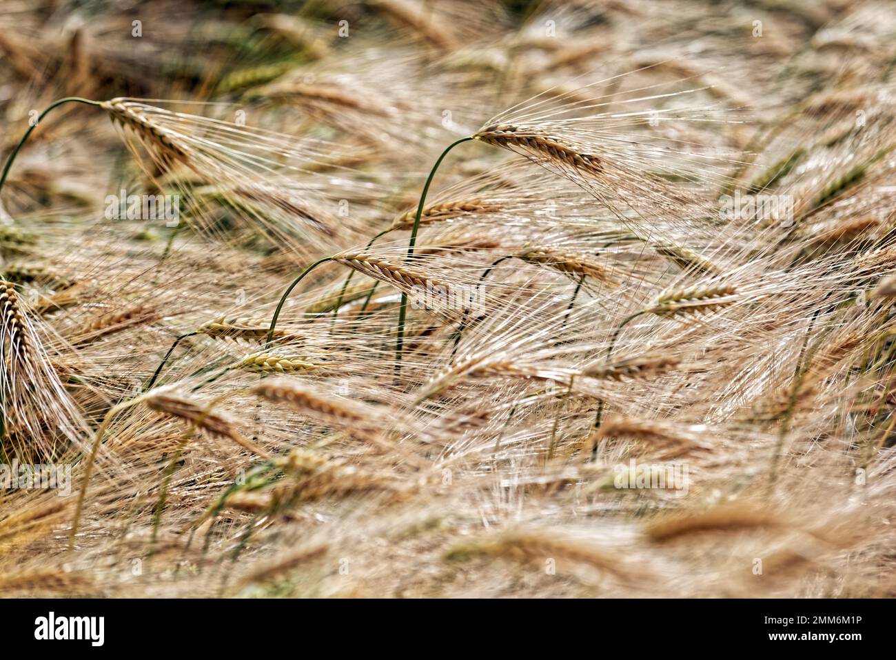 Scottish barley fields hi-res stock photography and images - Alamy