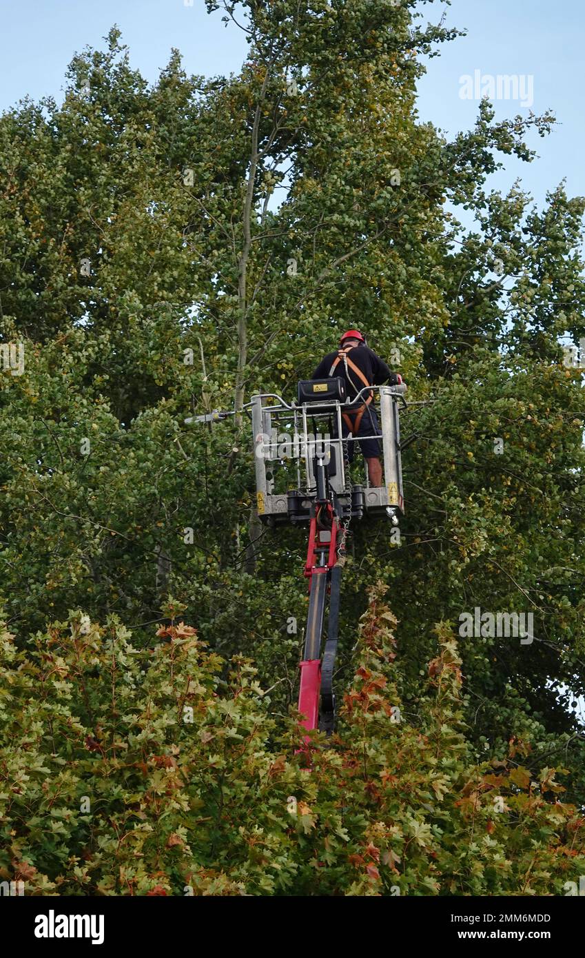 Tree surgeon hanging from rope hi-res stock photography and images - Alamy