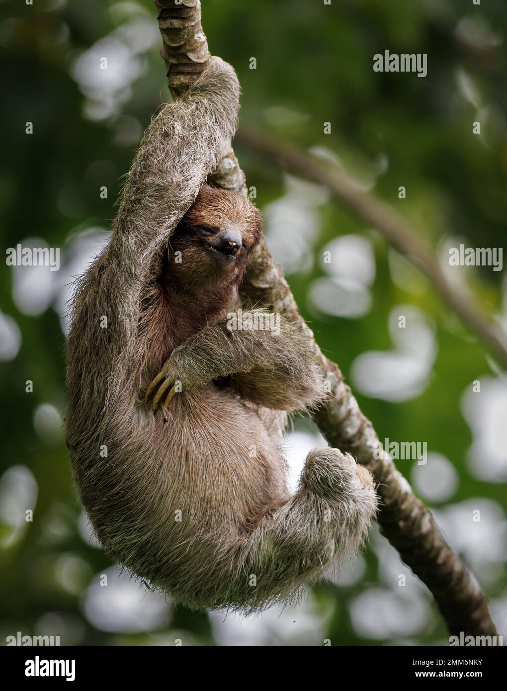 Three-toed sloth in the tropical rainforest of Costa Rica Stock Photo ...