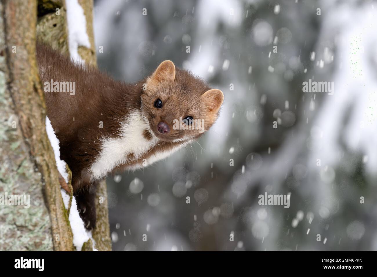 The marten runs on the newly fallen snow and climbs into the hollow of ...
