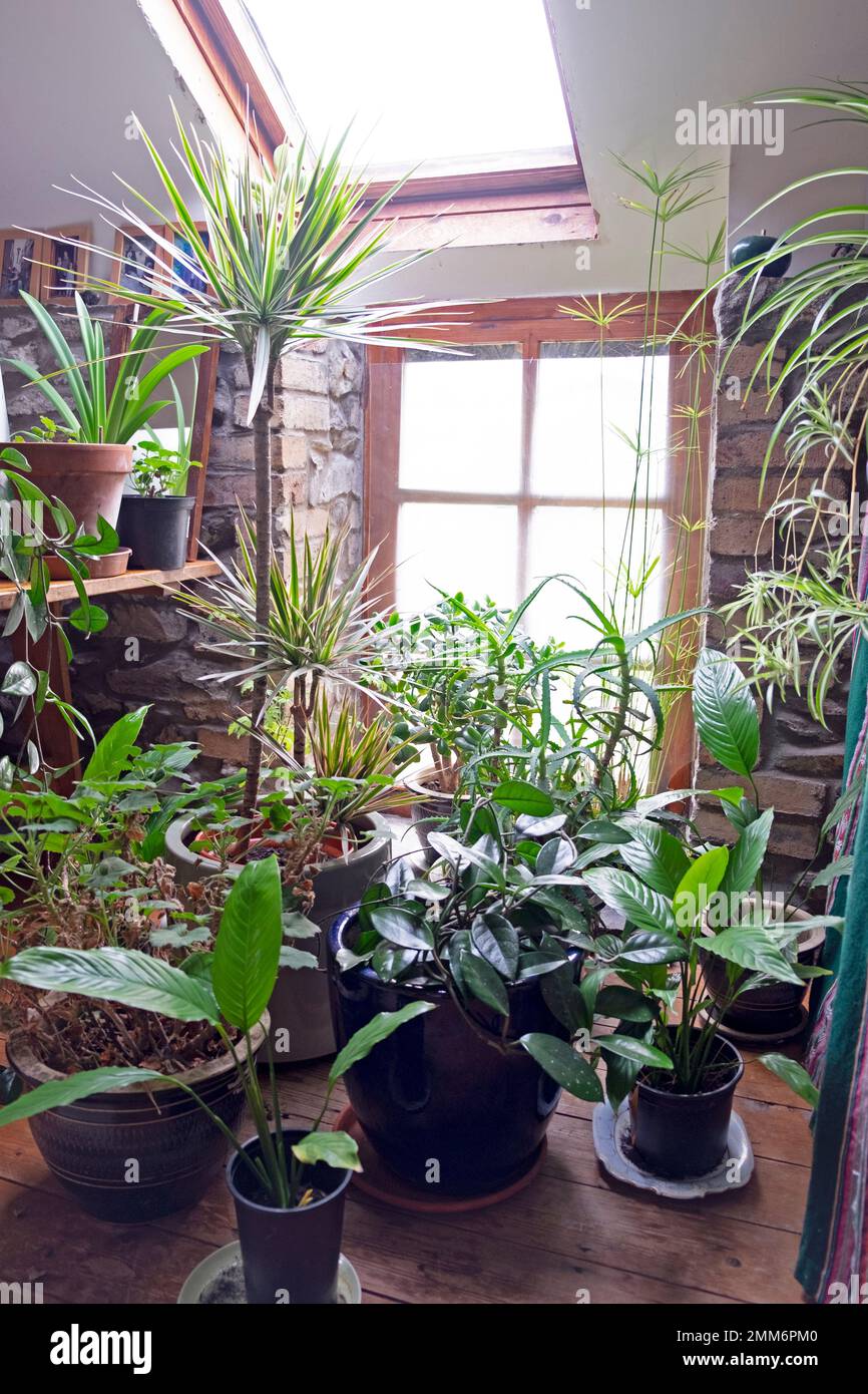 A group of various houseplants growing in pots inside house home near ...