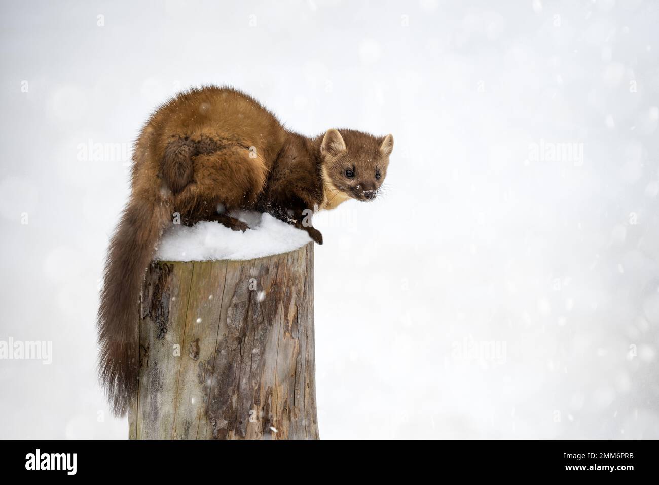 The marten runs on the newly fallen snow and climbs into the hollow of ...