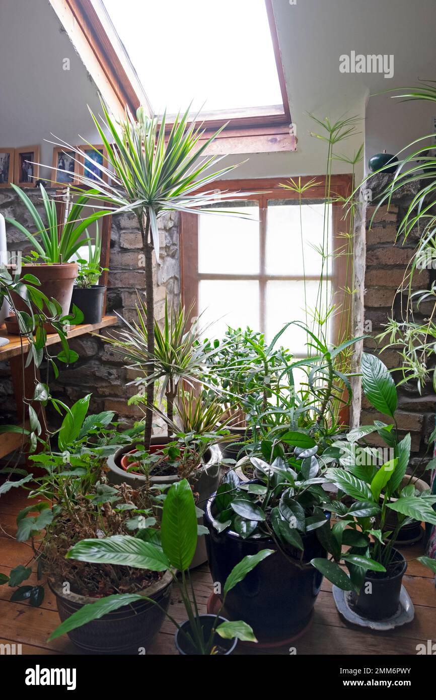A group of various houseplants growing in pots inside house home near ...